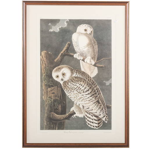John James Audubon. "snowy Owl," Lithograph