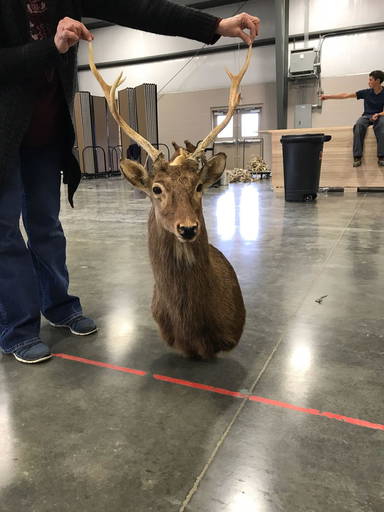 Sika Deer Shoulder Mount