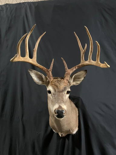 Whitetail Shoulder Mount