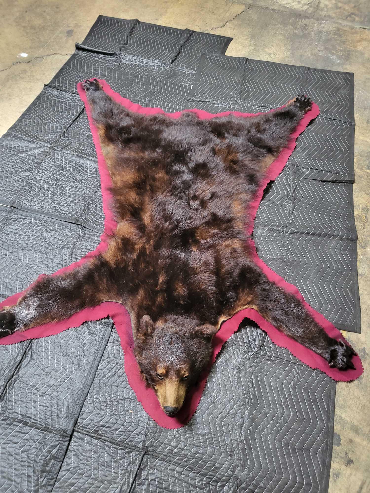 TAXIDERMY BLACK BEAR RUG (#1383) on Mar 24, 2022 | Steve Chupp Auctions ...