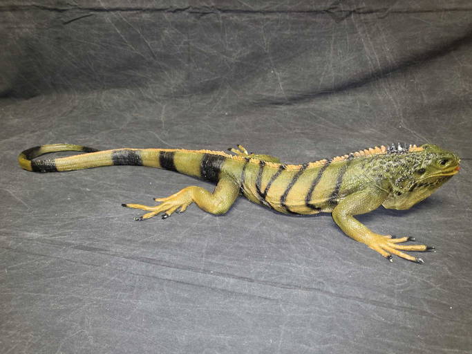 Taxidermy Monitor Lizard