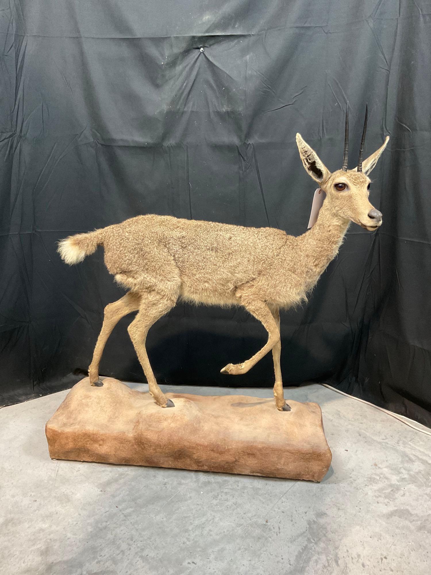 Vaal Rhebok - Sep 16, 2022 | Steve Chupp Auctions in OH