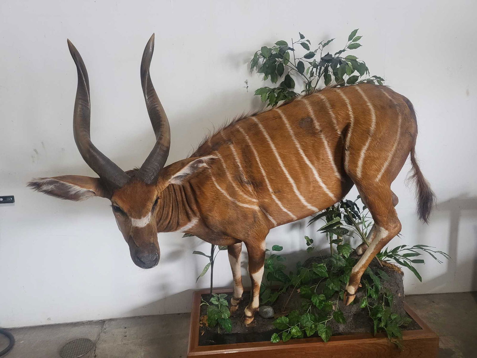 Rare Bongo Life Size Taxidermy Mount