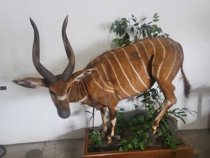 Rare Bongo Life Size Taxidermy Mount