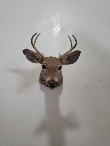 COUES DEER TAXIDERMY SHOULDER MOUNT - Sep 16, 2022 | Steve Chupp ...