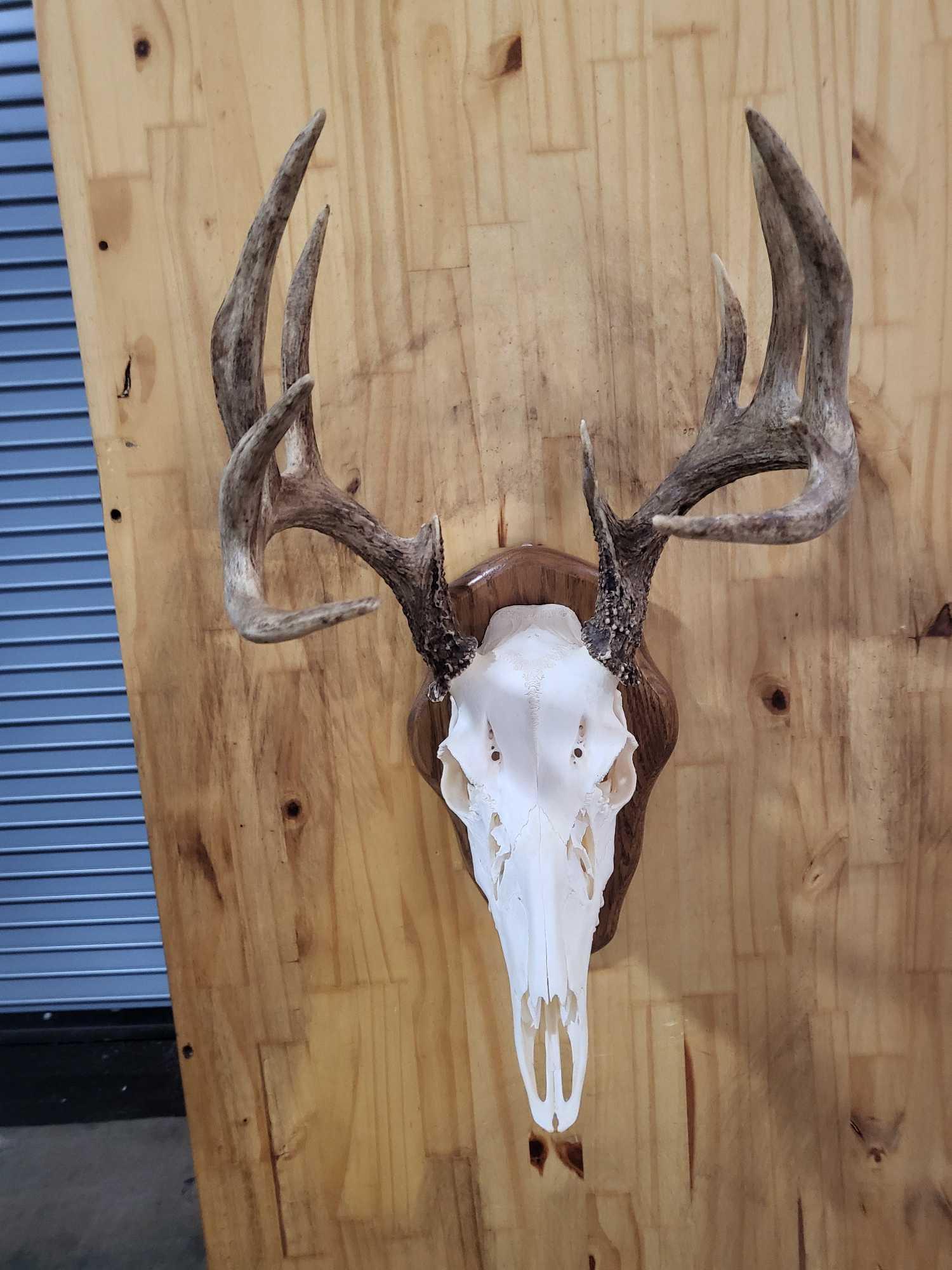 Whitetail Deer Skull Mount