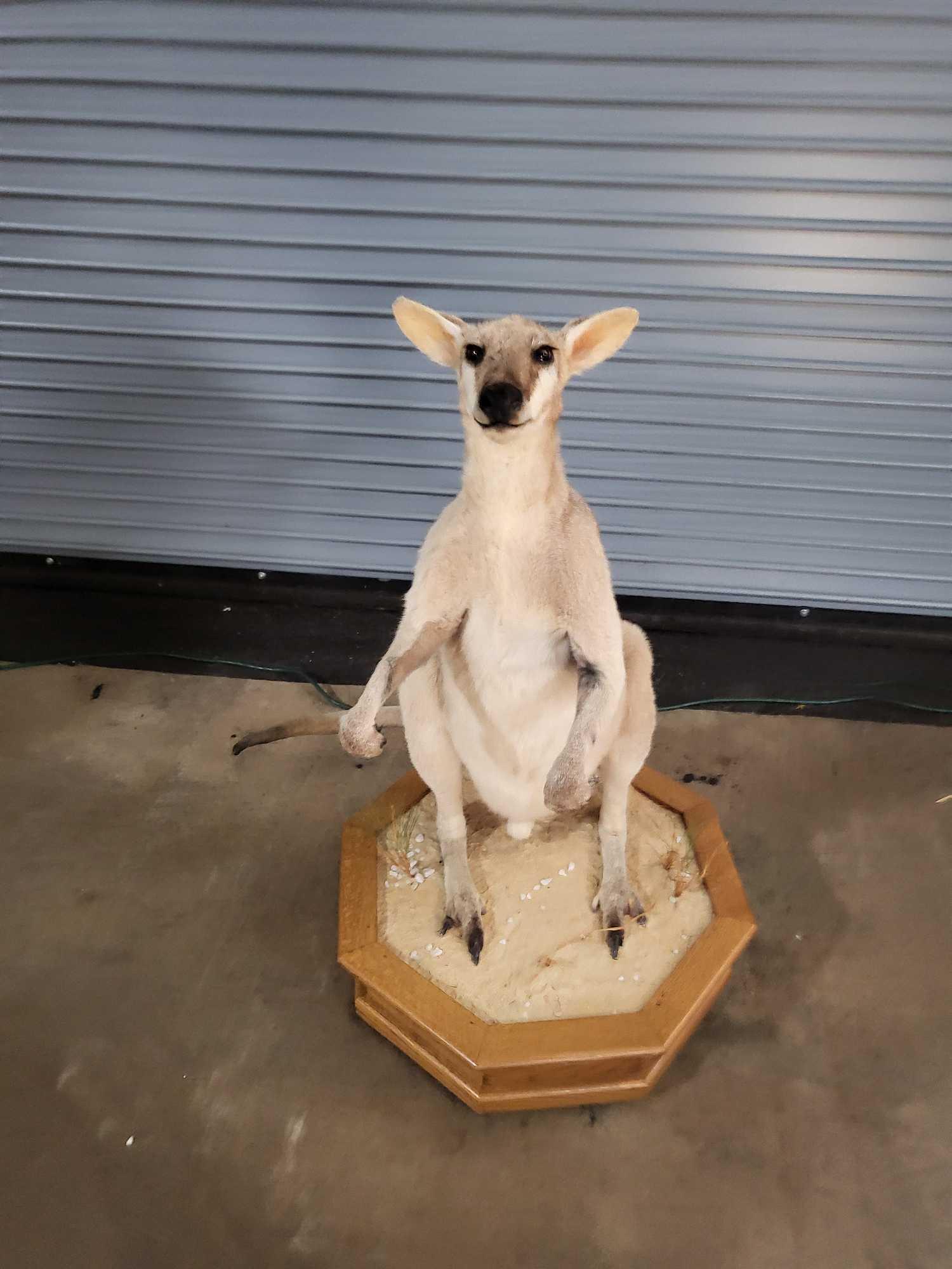 Rare Wallaby Life Size Taxidermy Mount