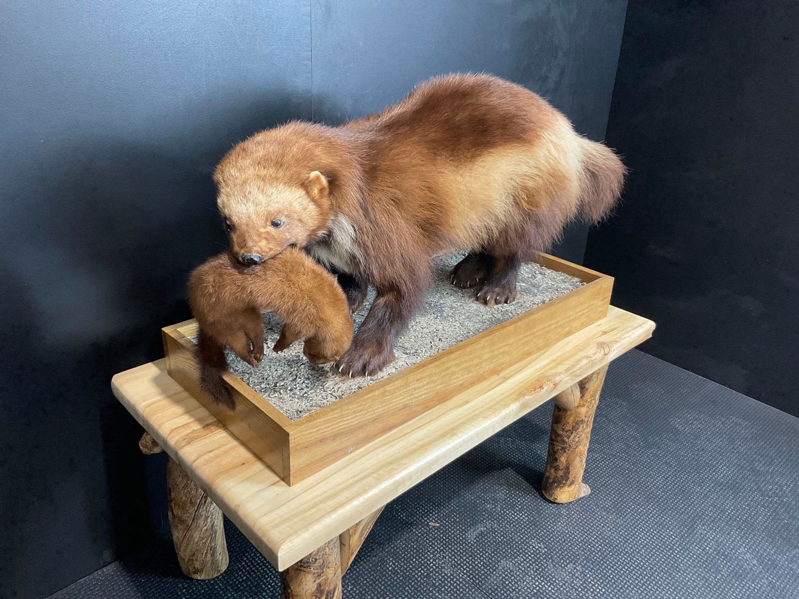 Lifesize Wolverine Mount