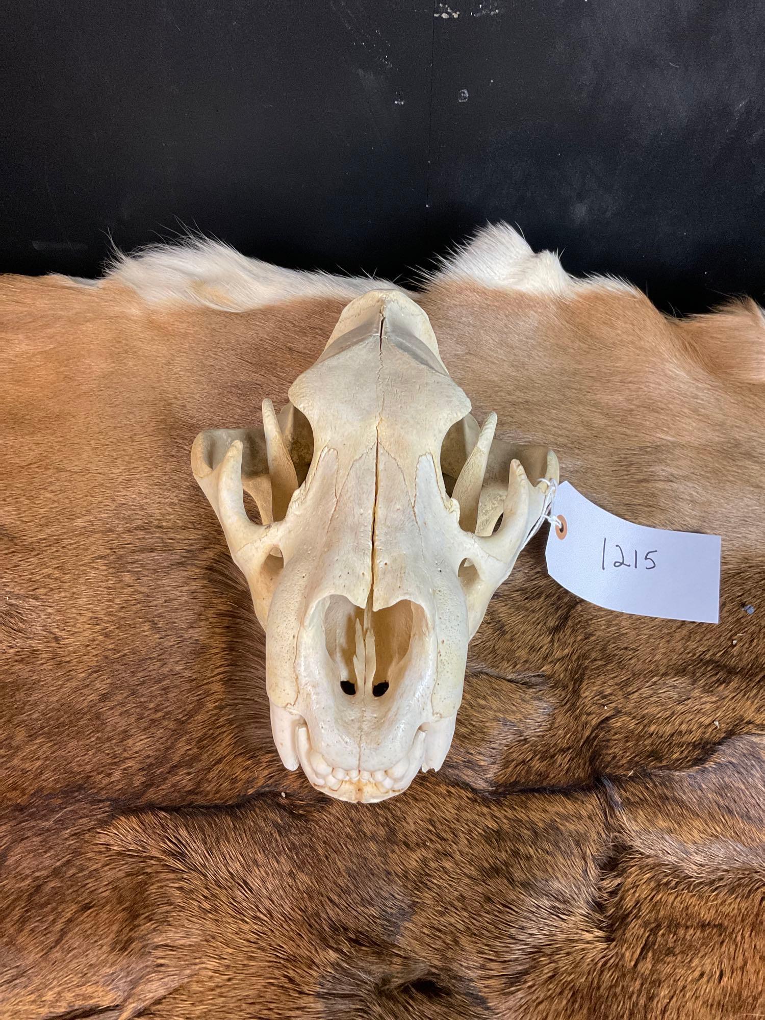 African Lion Skull