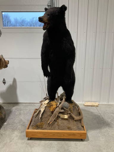 Black Bear Standing Up On Caster Base
