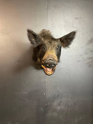 Steve Chupp Auctions, OH - Upcoming Auctions & 9 Past Catalogs