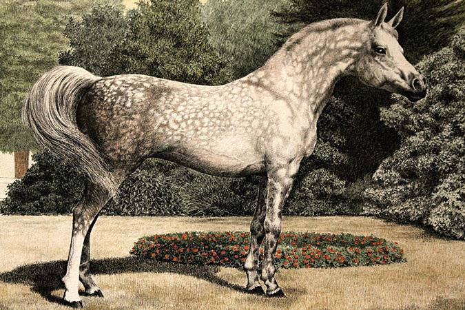 The Arabian Mel Hunter