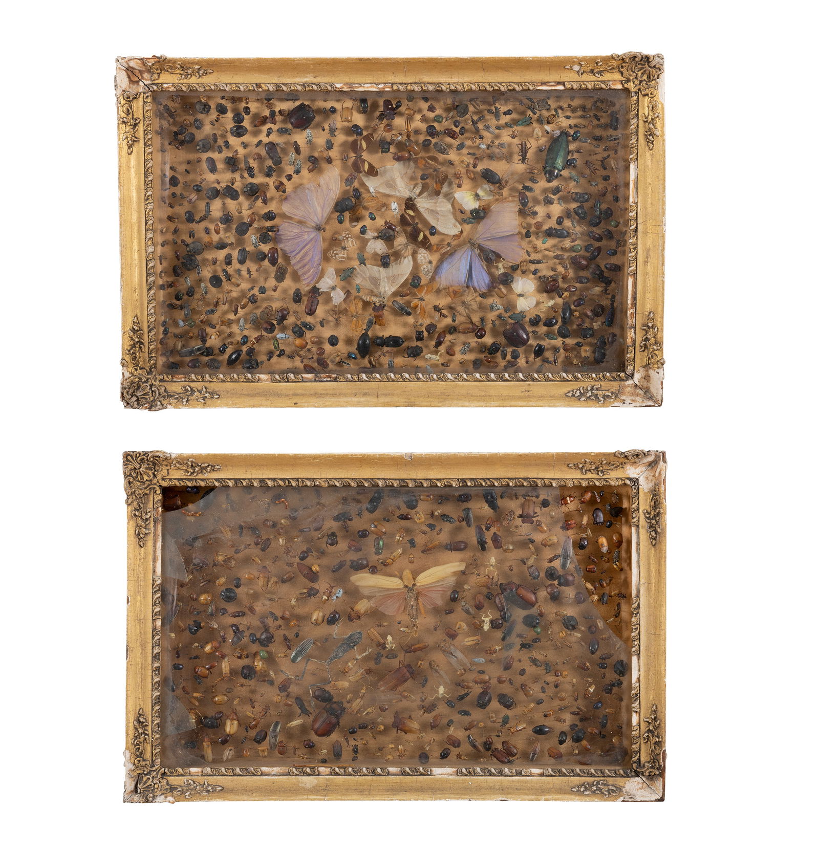 A Pair Of Framed Specimen Displays Of Butterflies And Insects, Within ...