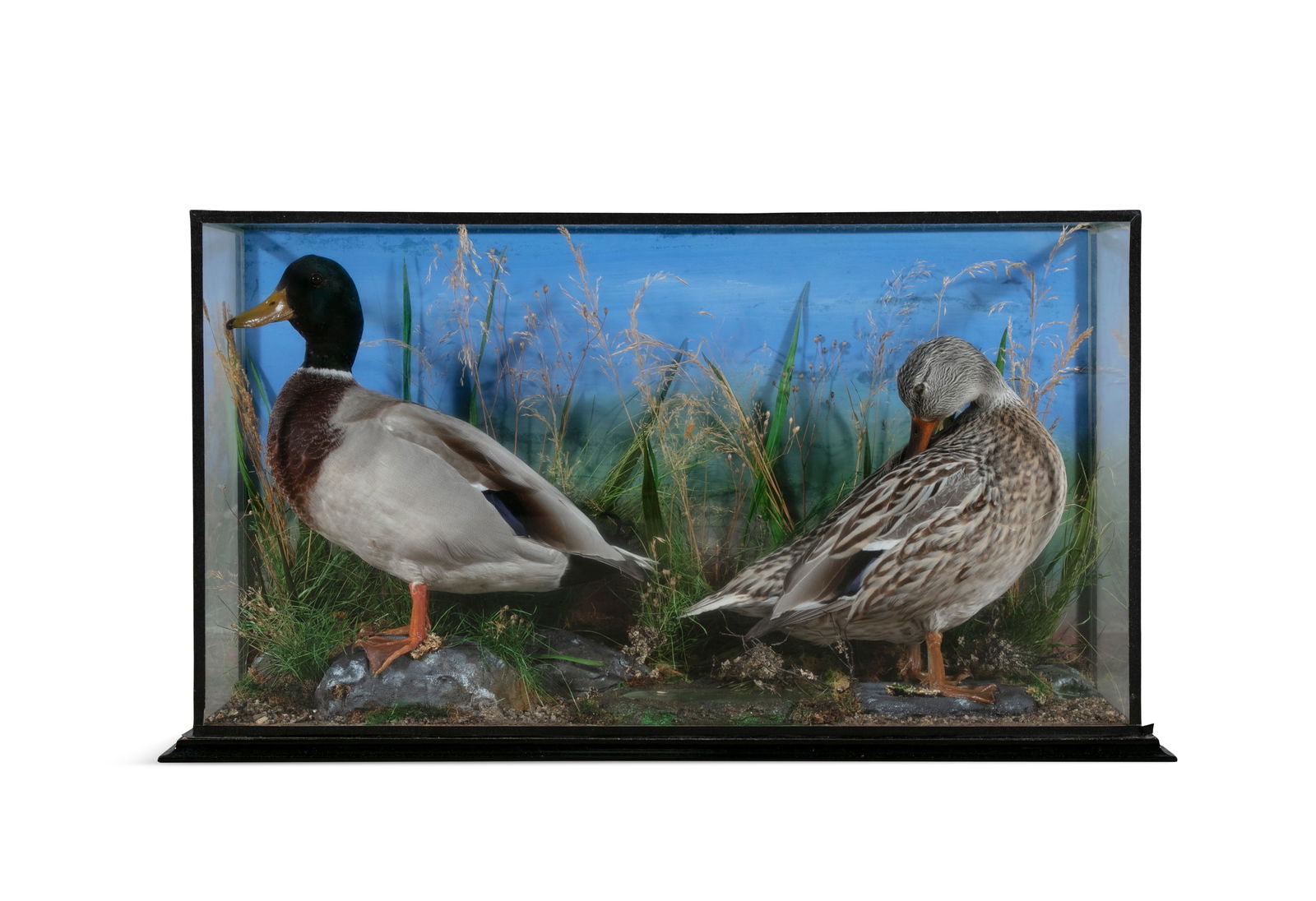Taxidermy A Cased Diorama Of A Drake And Duck In A Naturalistic Setting ...
