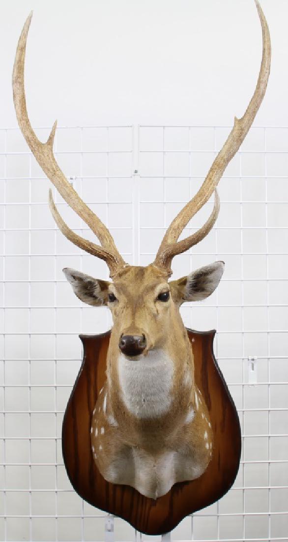 AXIS DEER SHOULDER MOUNT - Mar 23, 2019 | Lewis & Maese Antiques ...