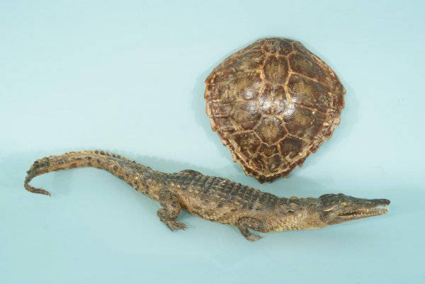 Tortoise Shell & Alligator Taxidermy Trophy