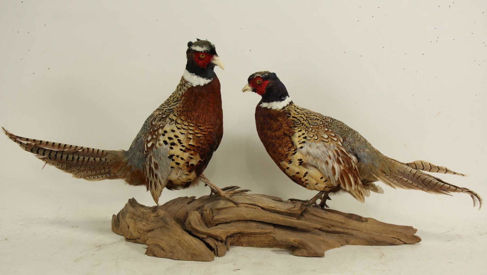 Two Ring Necked Pheasants Branch Mount