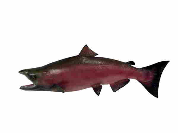 COHO SALMON FULL BODY MOUNT (#0544) on Jul 23, 2022 | Lewis & Maese ...