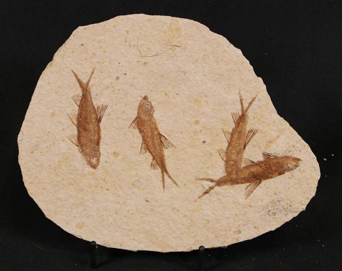 High Detail 4 Fish Fossil