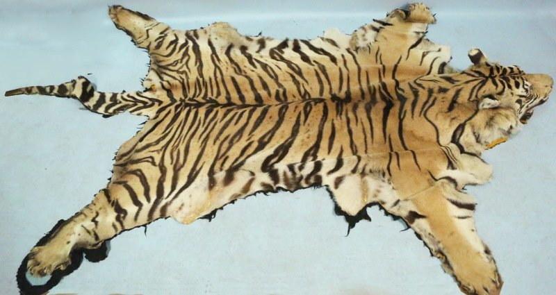 BENGAL TIGER SKIN RUG