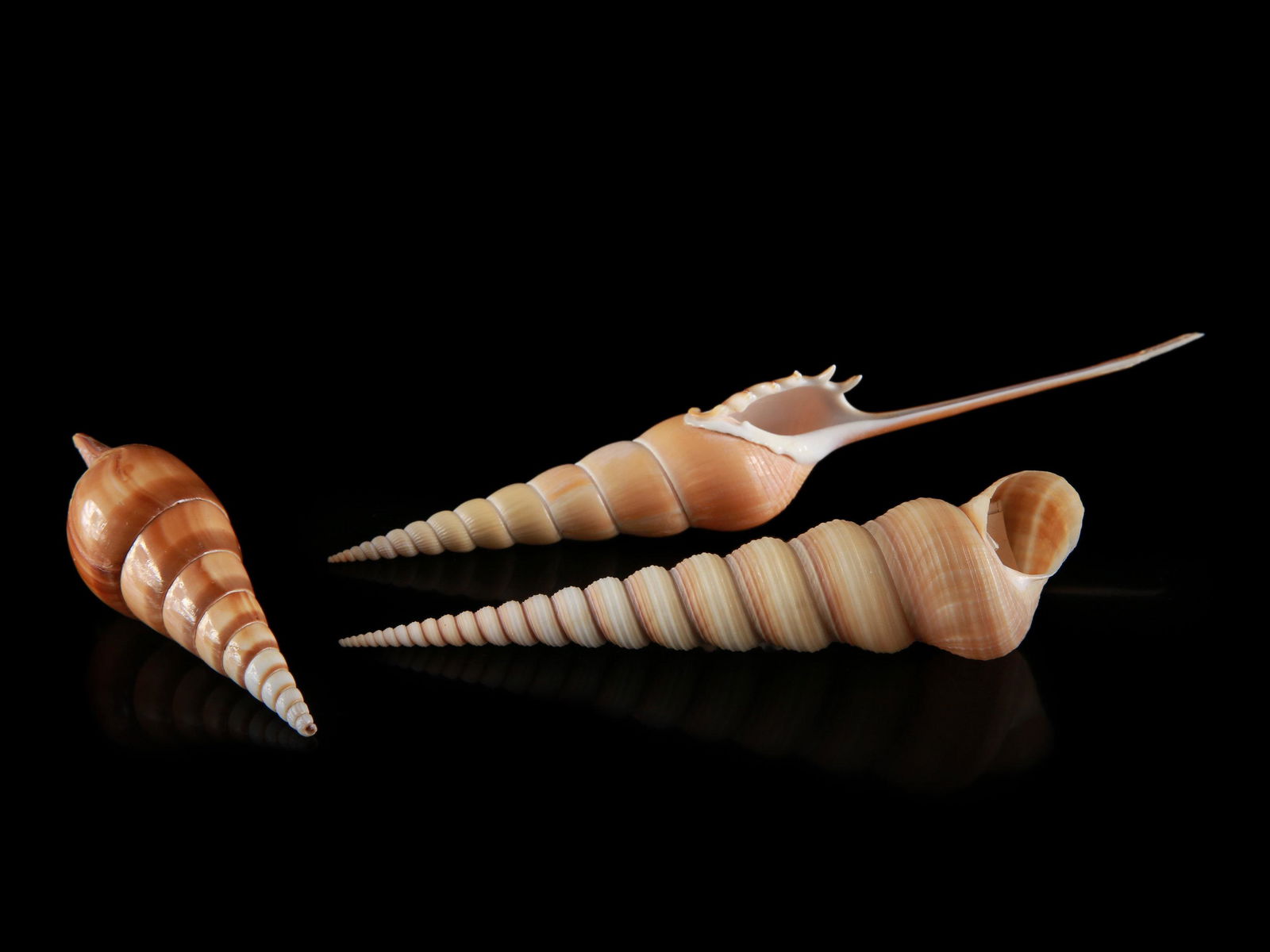 3 Shells Of The Indian Ocean