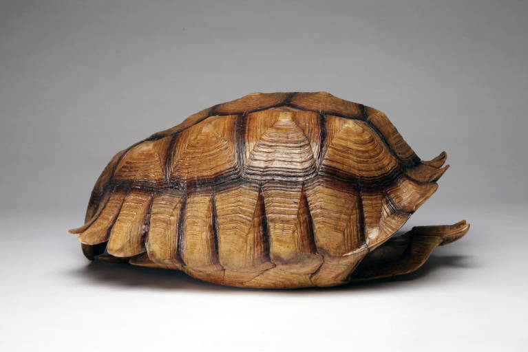 A Very Large Taxidermy Tortoise Shell - Oct 15, 2017 | Ancient Objects ...