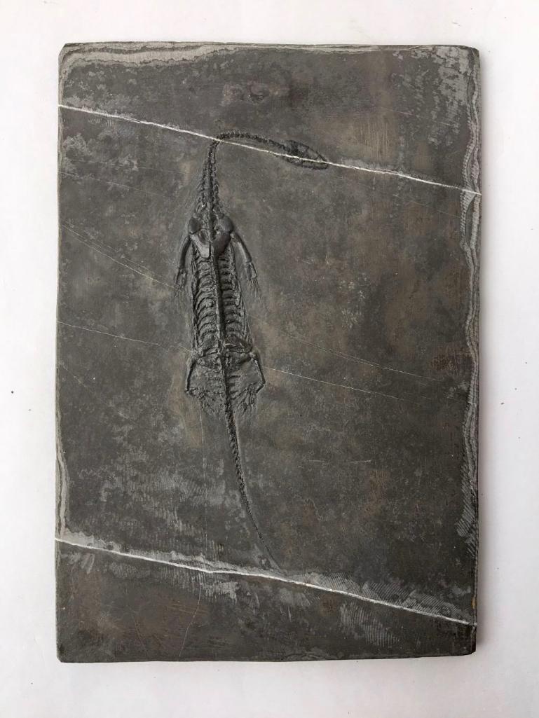 Fossil Keichousaurus Skeleton - Oct 05, 2019 | Ancient Objects in RI