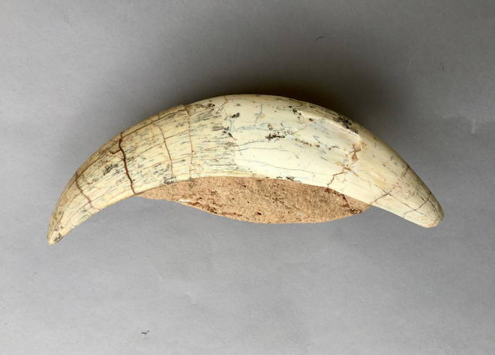 Fossil Sabertoothed Cat Tooth