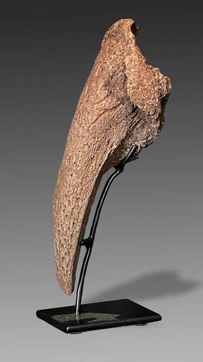 Giant Sloth Claw Fossil Ca. Pleistocene