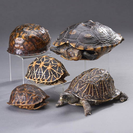 Five Taxidermy Turtles And Shells