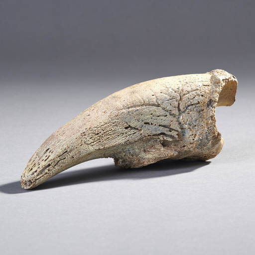Large Fossil Claw - Dec 03, 2022 | Ancient Objects in RI