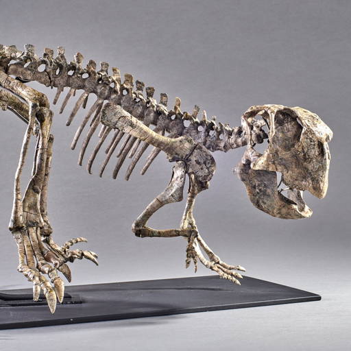 Fossil Complete Psittacosaurus Skeleton - Dec 03, 2022 | Ancient ...