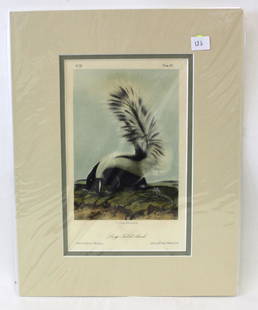 J.j Audubon First Ed. Aquatint Large Tailed Skunk