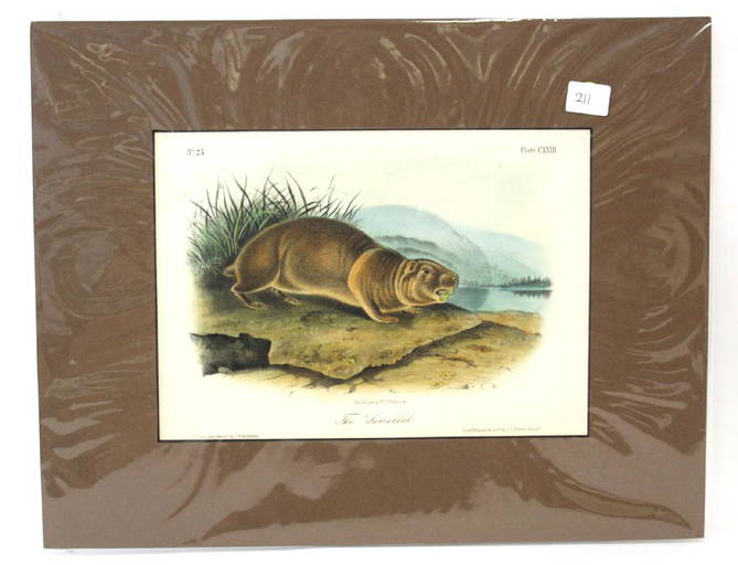 J.j Audubon First Ed. Aquatint The Sewellel (mountain