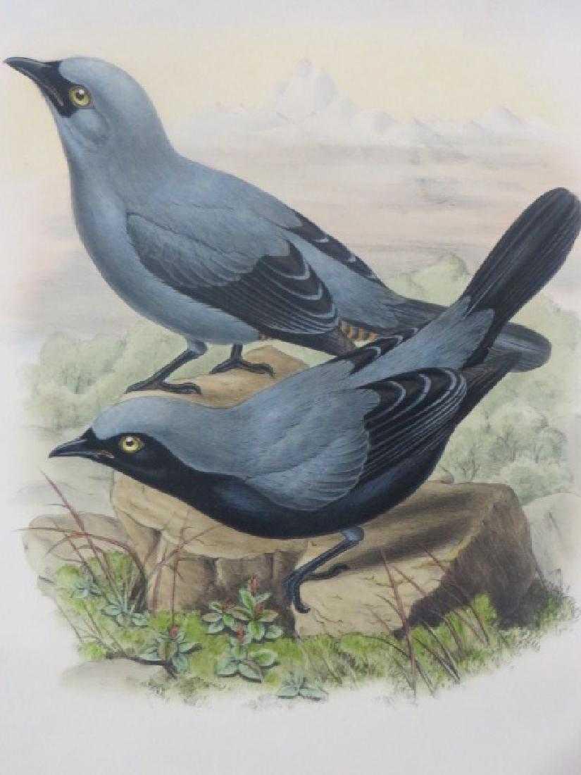 J. Gould Lithograph: Mount Arfak Cuckoo Shrike