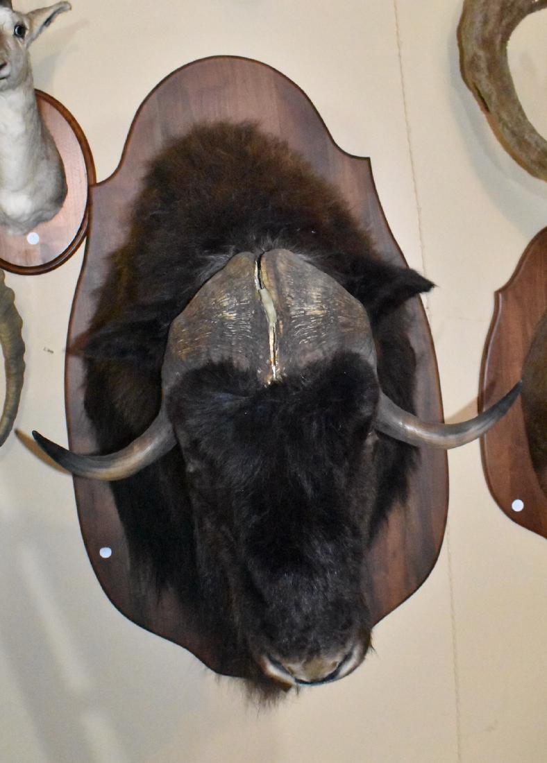 Musk Ox Mounted Specimen