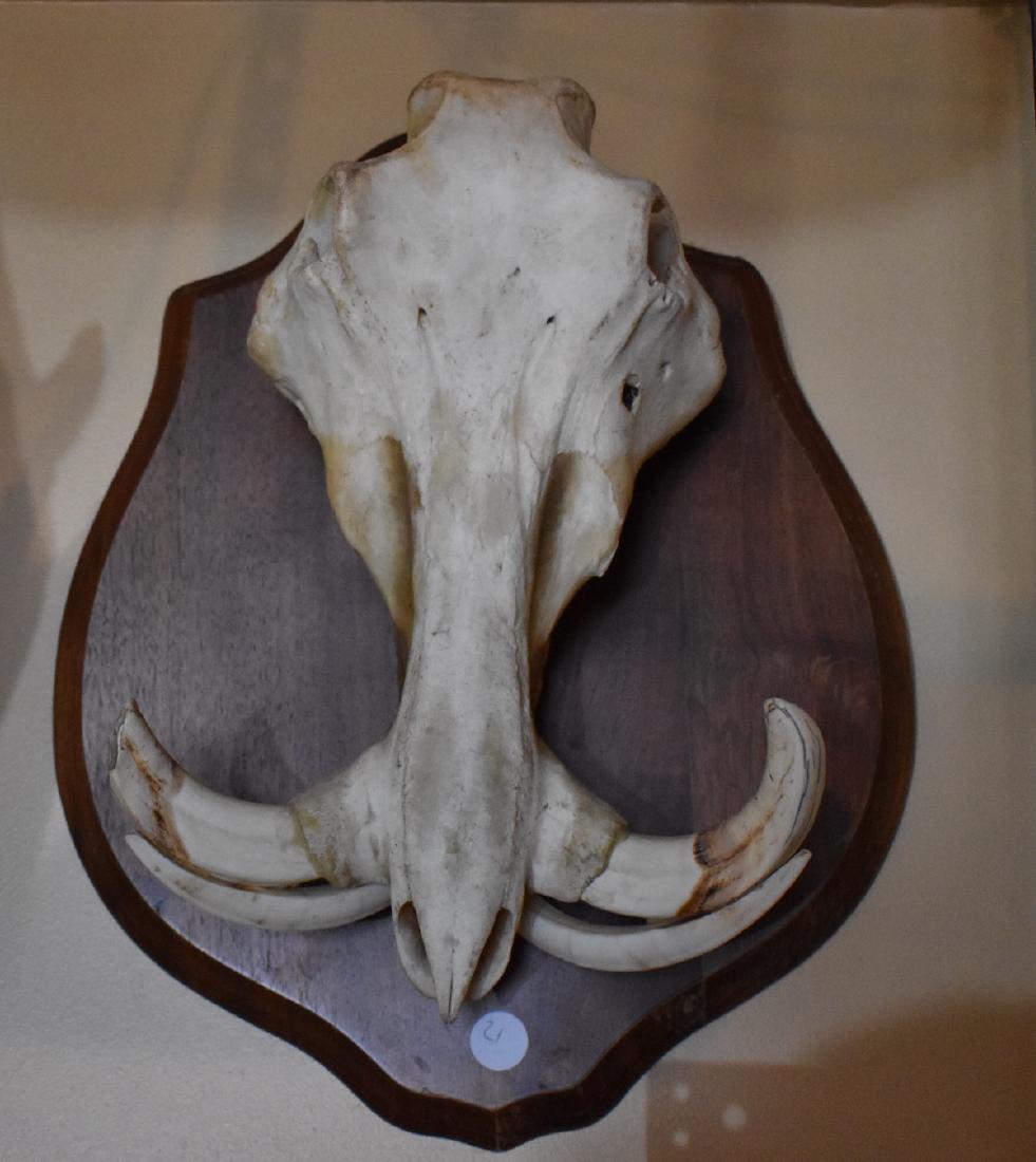 Warthog European Mount.