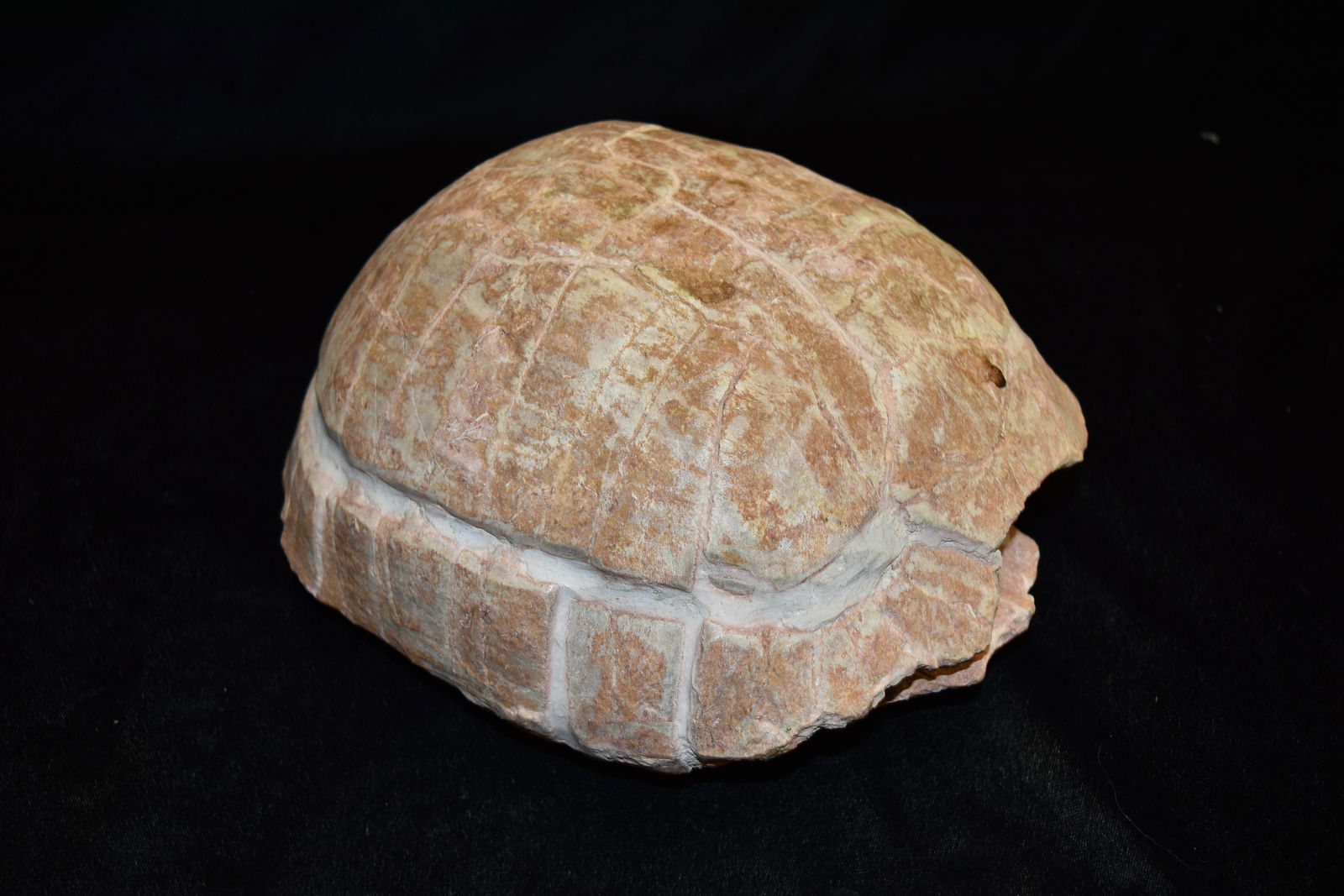 8 1/2" Fossilized Turtle Shell, Native American - Jun 14, 2020 ...