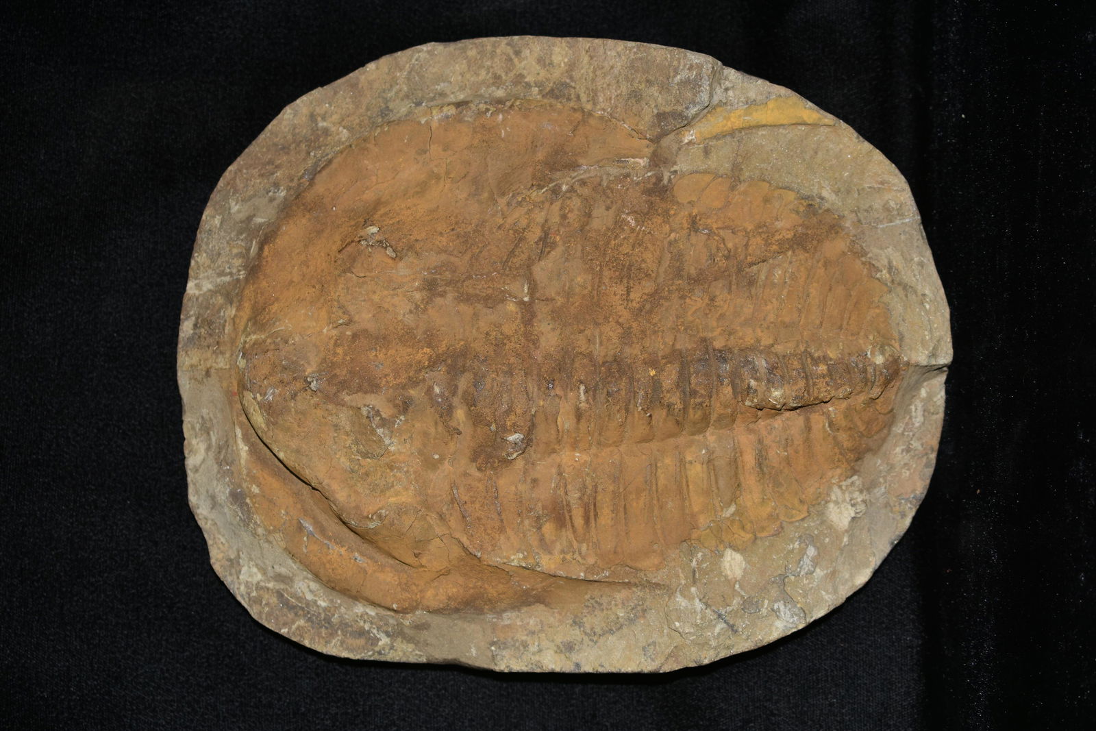 7 3/4" Trilobite Fossil Authentic Native American - Jul 09, 2020 ...