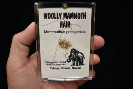 Woolly Mammoth Hair From The Pleistocene Period, Over 10,000 Years Old ...