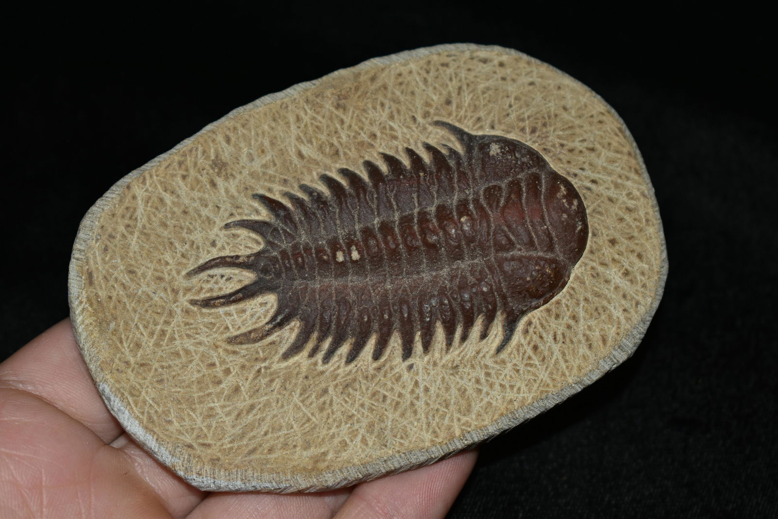 For Auction: 4" Trilobite Fossil Cast (#0030) on Jan 14, 2021 ...