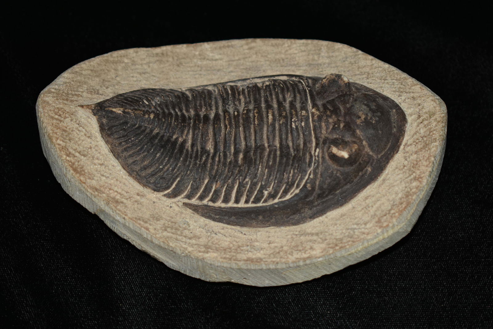 For Auction: 5 1/2" Trilobite Fossil Cast, excellent movement (#0036 ...