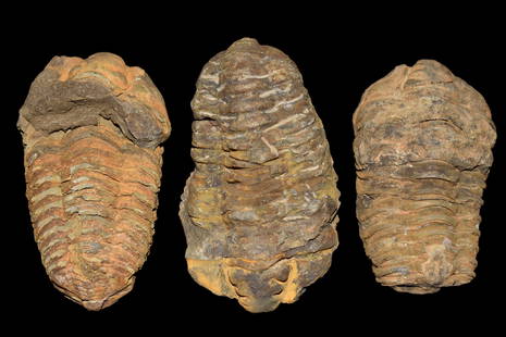 500 Million Year Old Large Paradoxides Trilobite Fossil