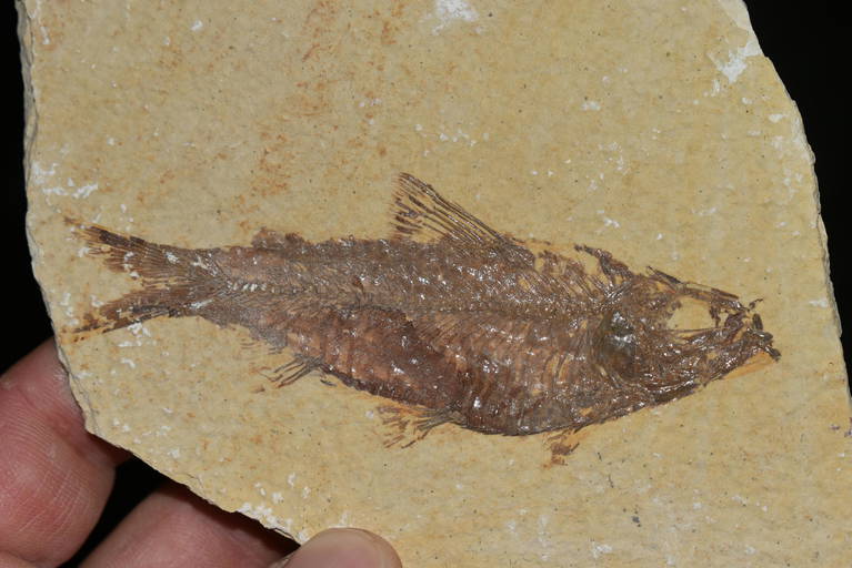 6\" Fish Fossil Plate, Green River Wy