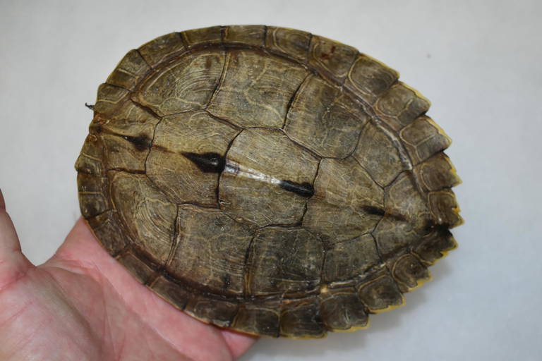 6 1/2" Map Turtle Shell - Jan 16, 2022 | Heartland Artifact Auctions ...