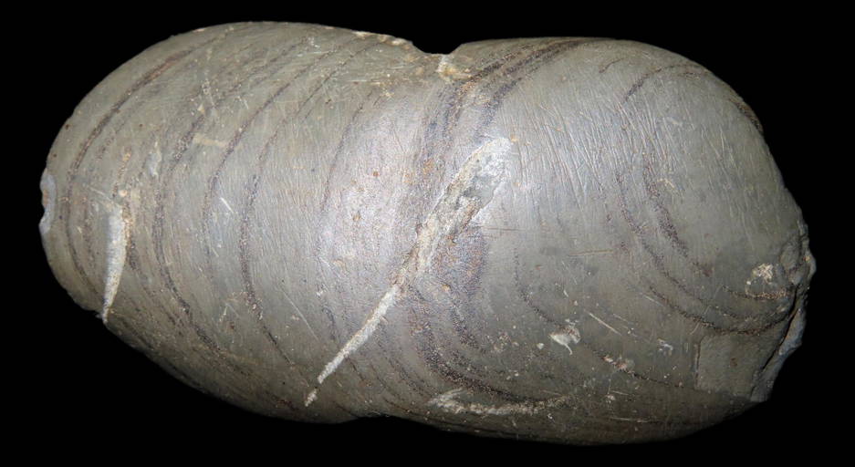 3 3/8" x 1 15/16" Banded Slate Bannerstone. Keele COA. From the Steve ...