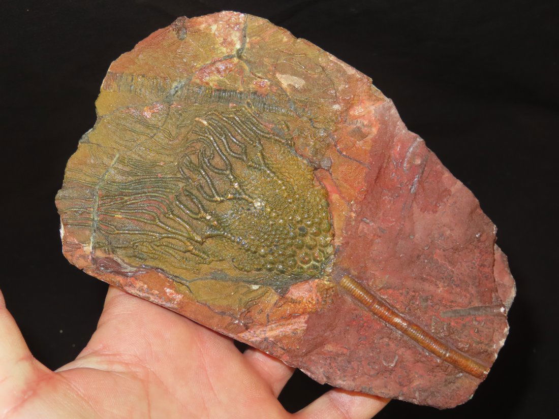 Crinoid Prehistoric Sea Lily Fossil Fossilized Plaque 6.1/2"x4.1/8 ...