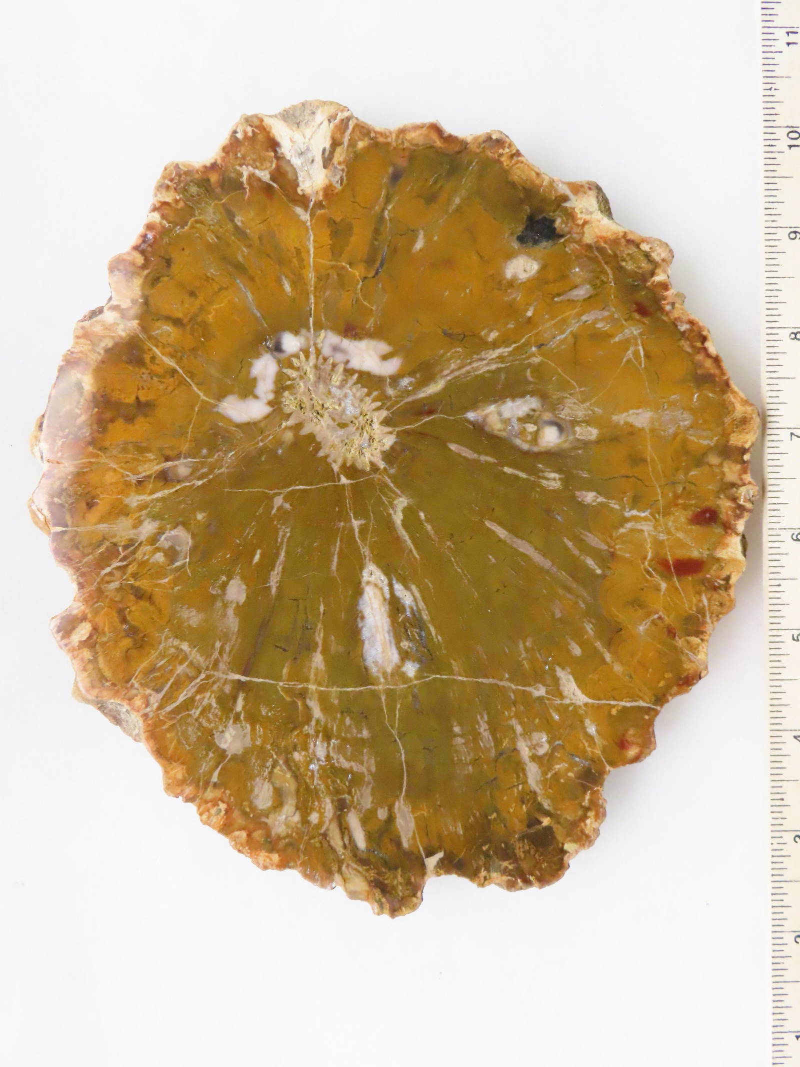 BEAUTIFUL LARGE SLAB OF PETRIFIED WOOD, VERY COLORFUL EXAMPLE, OVER 200 ...