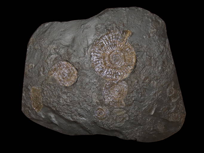 7 1/2" Shale Matrix With Multiple Ammonite Fossil Inclusions