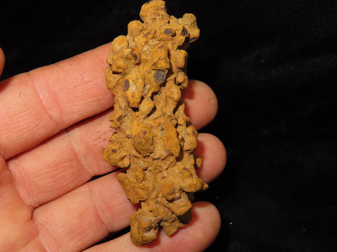 Coprolite, Fossilized Dinosaur Droppings, 100 Million Yrs. Old, Found ...